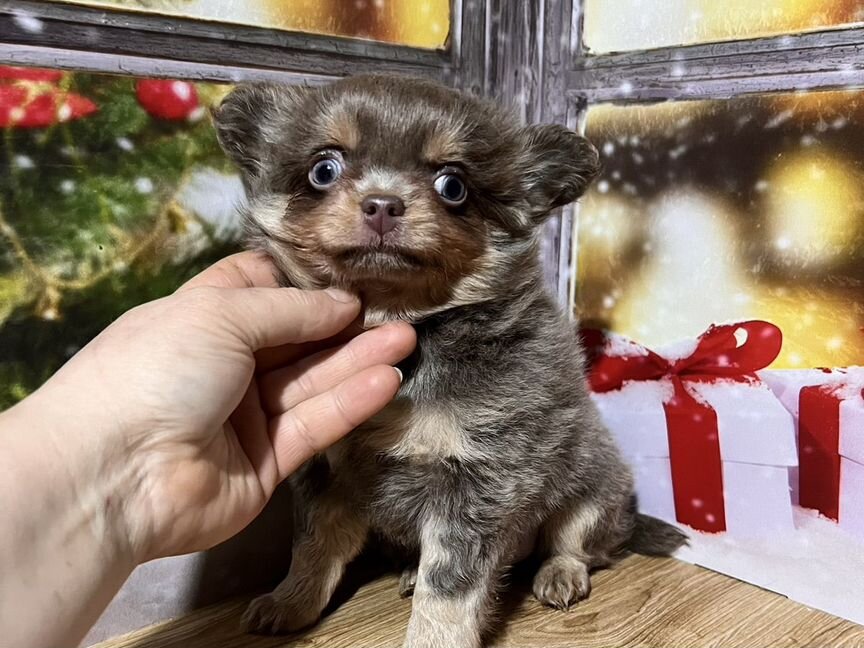 Чихуахуа мальчик длинношерстный