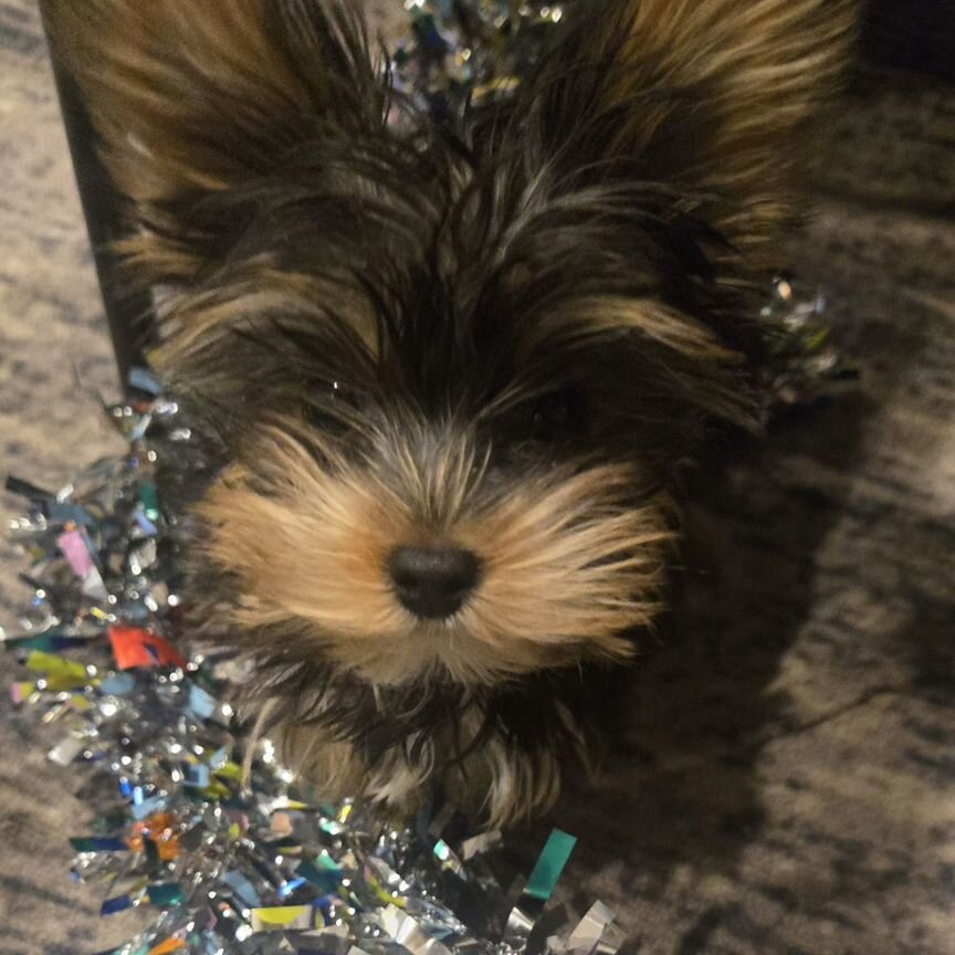 Йоркширский терьер, щенок