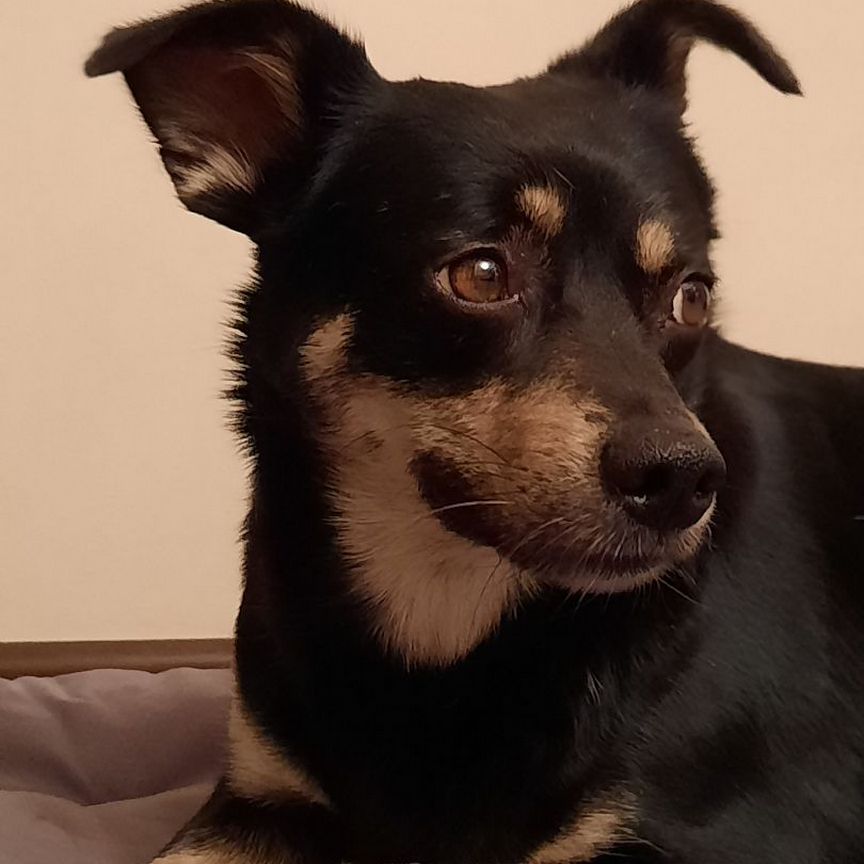 Собака в добрые руки отдам бесплатно