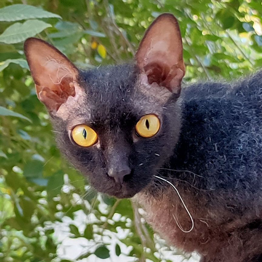 Донской сфинкс, взрослая кошка