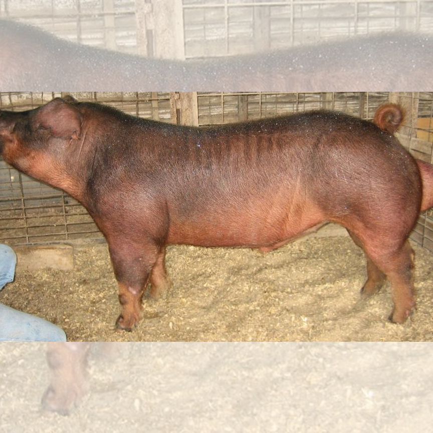 Читопородные хряки