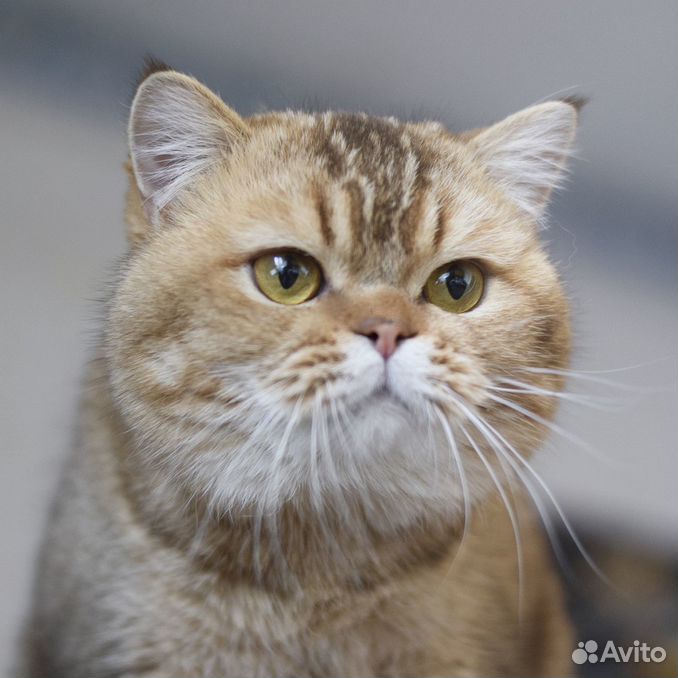Красивый котик скоттиш-страйт