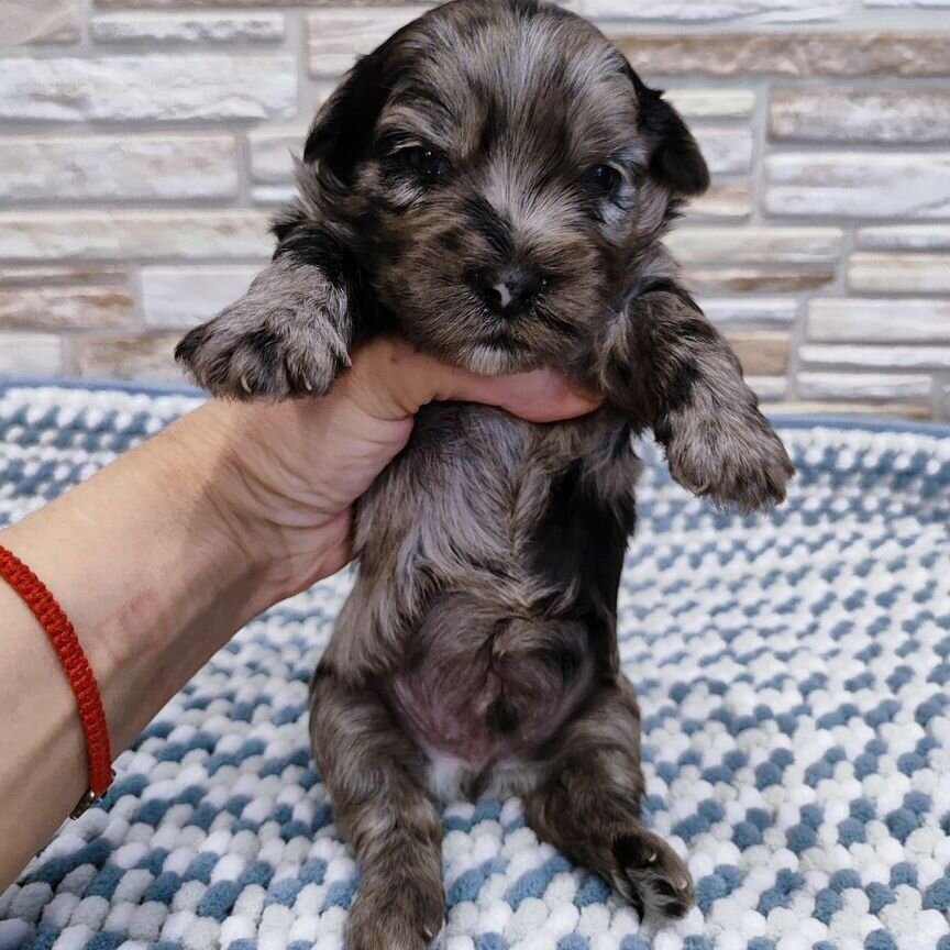 Бивер-йоркширский терьер, щенок