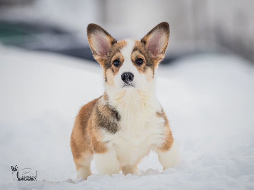 Вельш корги пемброк