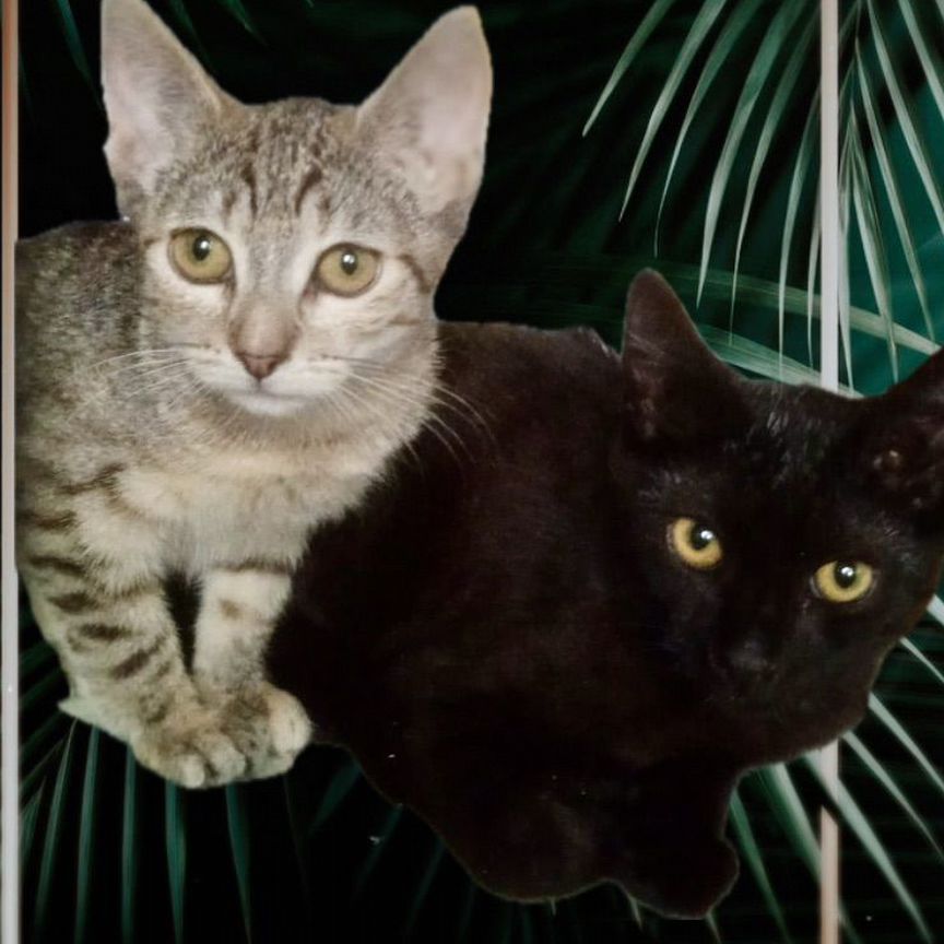 Котята выживают одни на даче