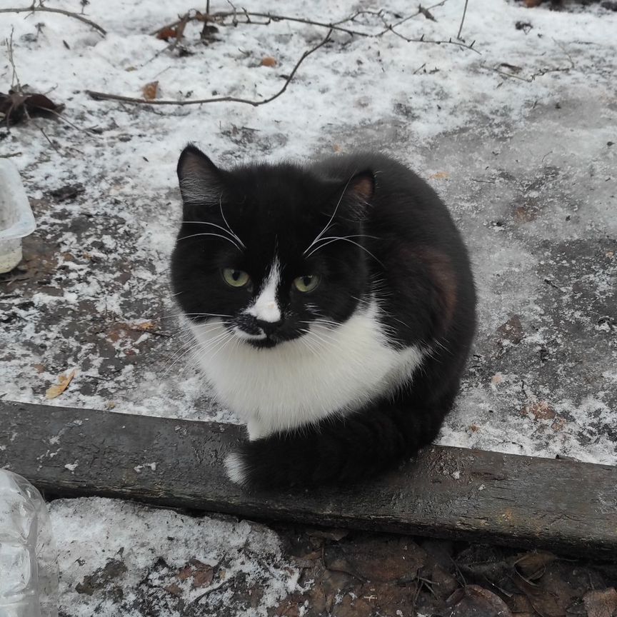 Маркизный котëнок подросток нет будущего на СНТ