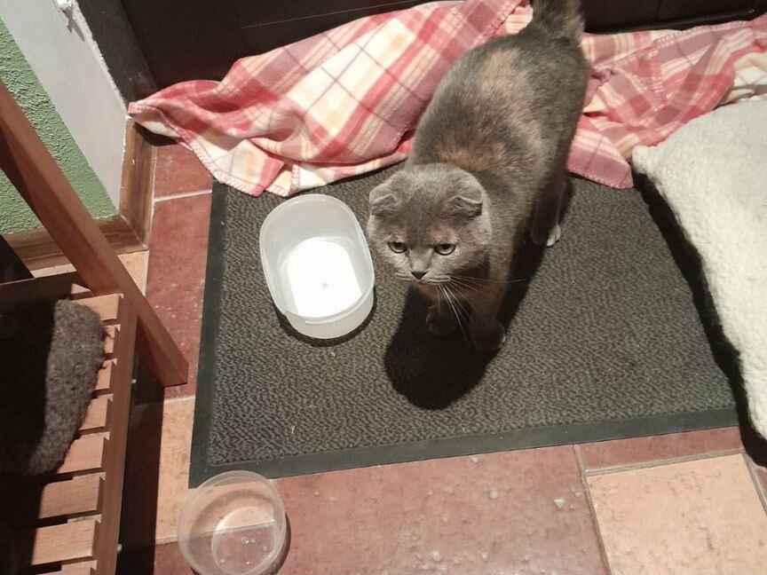 Шотландская кошечка