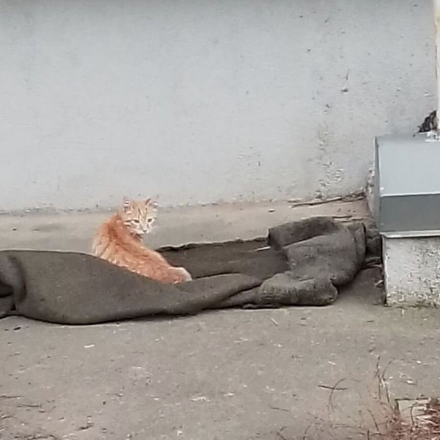 Котята