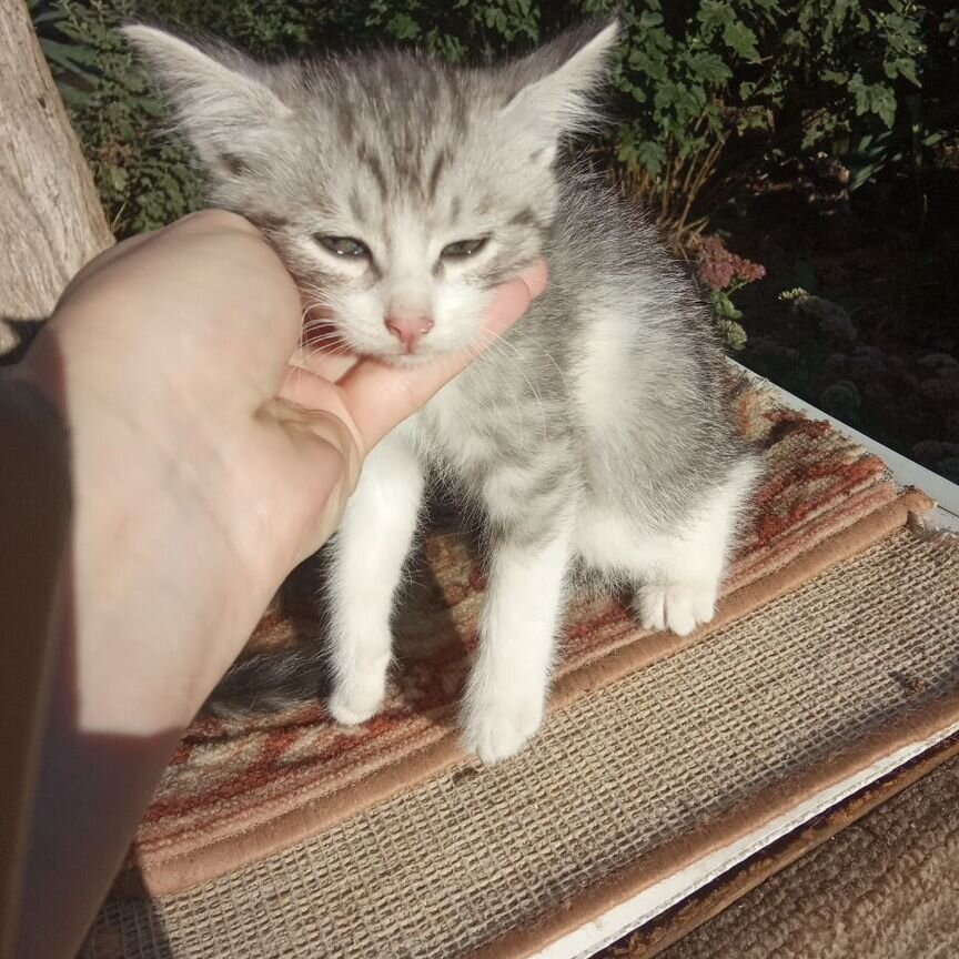 Котёнок ищет дом