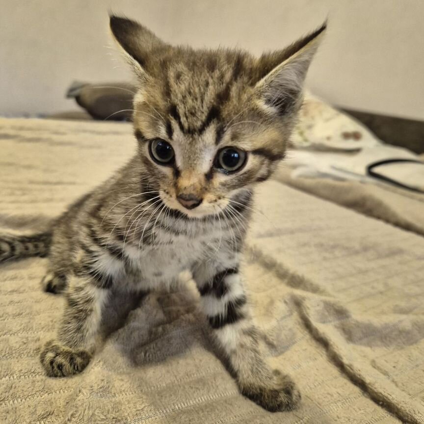 Отдам котят
