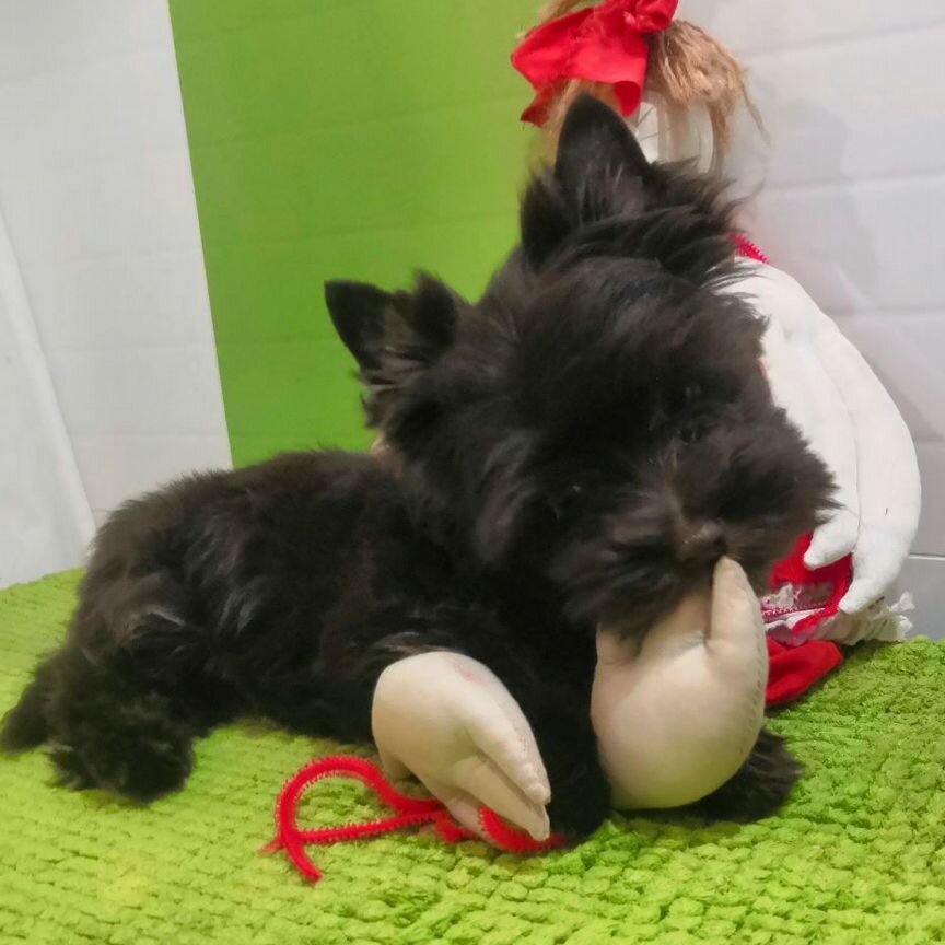 Шоколадный йорк