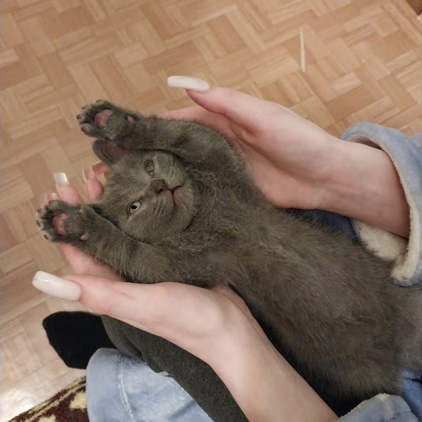 Отдам бесплатно в хорошие руки котека