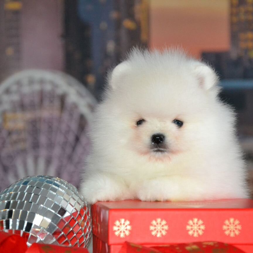 Красивые щенки шпиц