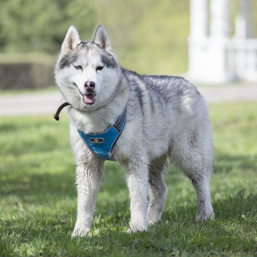 Сибирский хаски в добрые руки