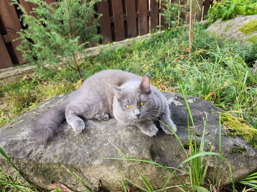 Кошка Русская Голубая 2 года