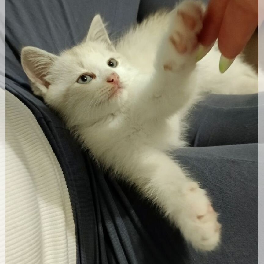 Котёнок ищет родителей
