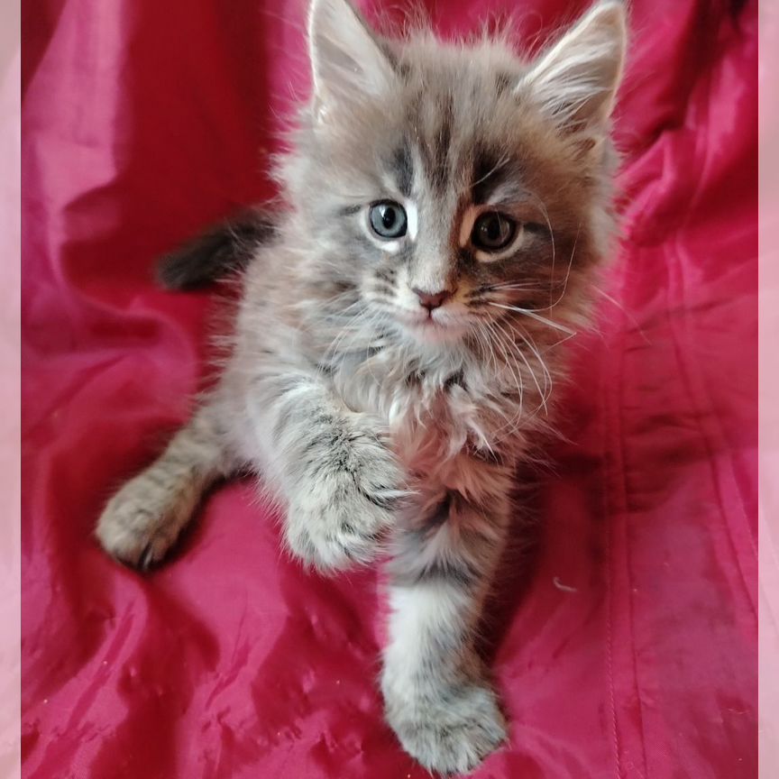 Мейн-кун котёнок