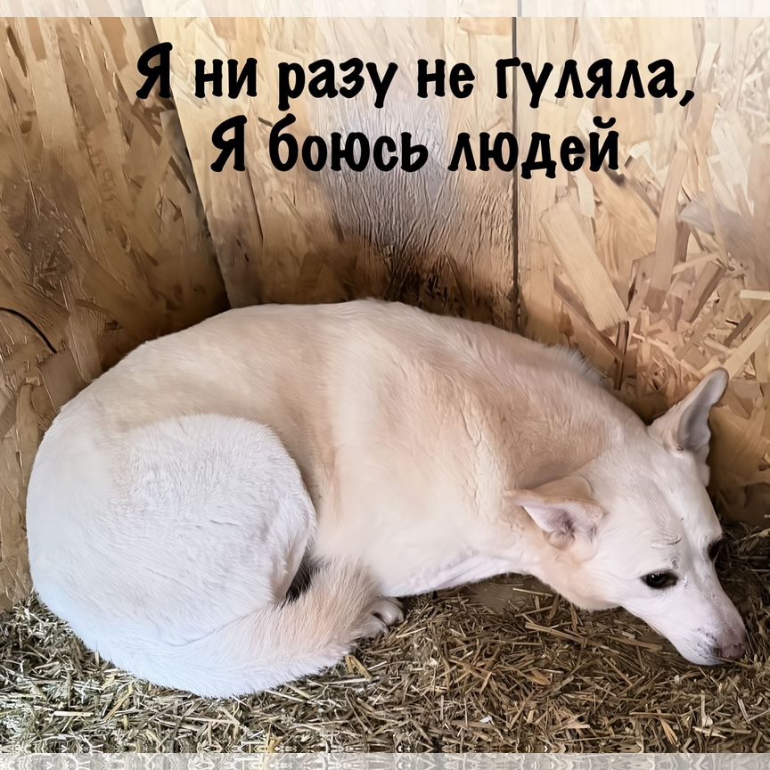 Взрослая собака в добрые руки