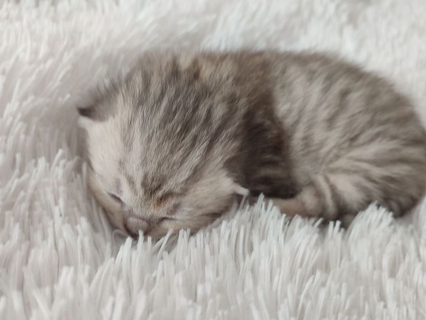 Котенок шотландский