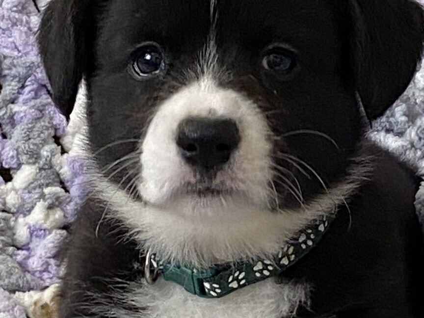 Щенки корги кардиган