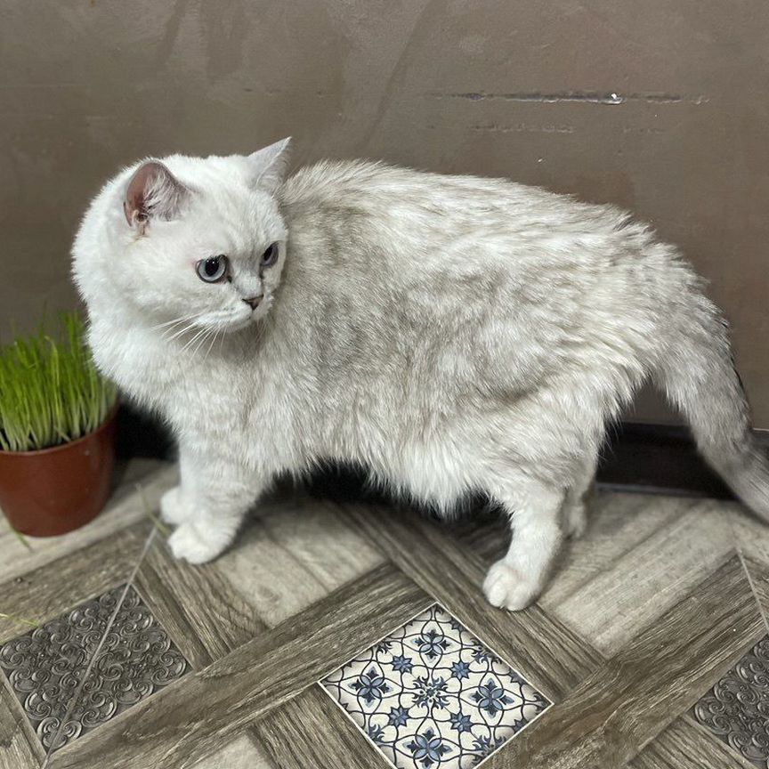 Шотландская прямоухая короткошёрстная, взрослая кошка