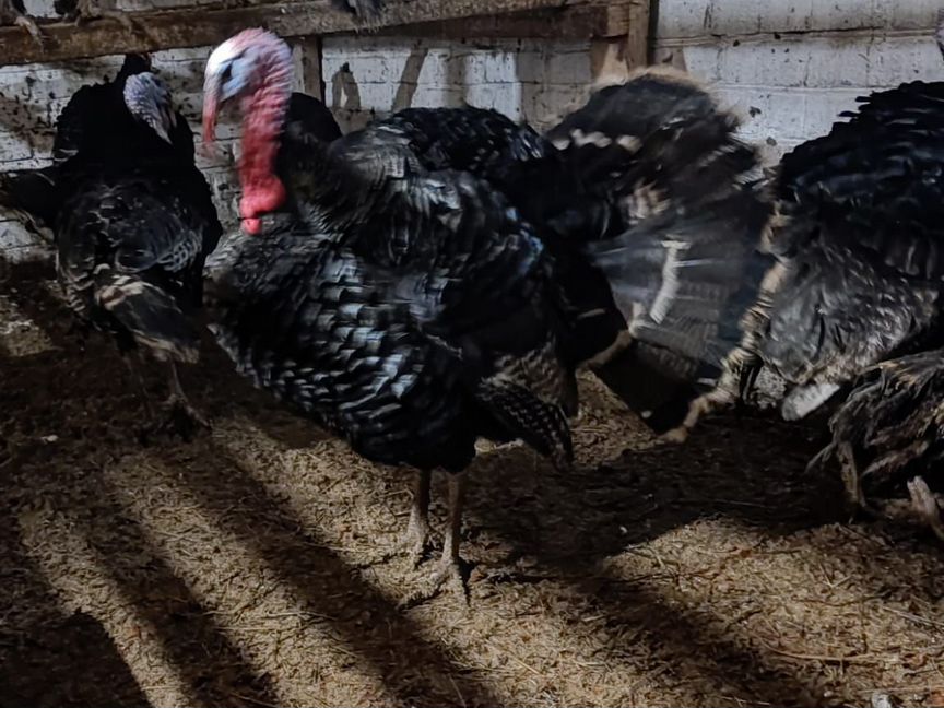 Индюки на племя