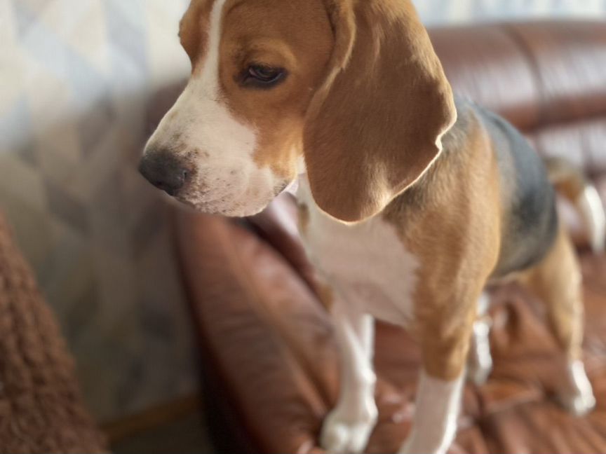 Бигль в добрые руки