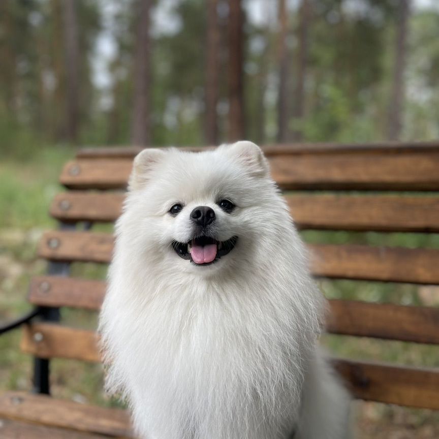 Вязка белый шпиц