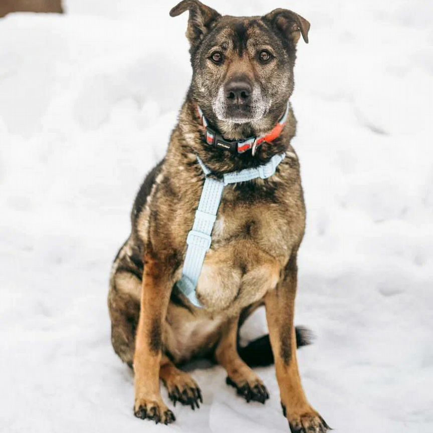 Взрослая собака в добрые руки