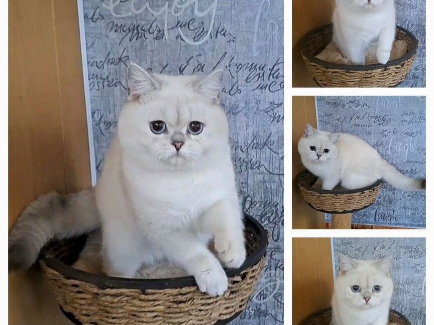 Британская серебристая шиншилла