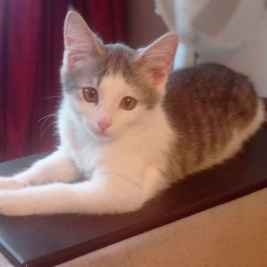 Кошечка Лея