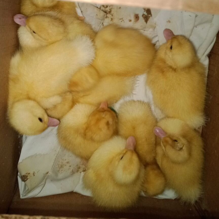 Гусята суточные