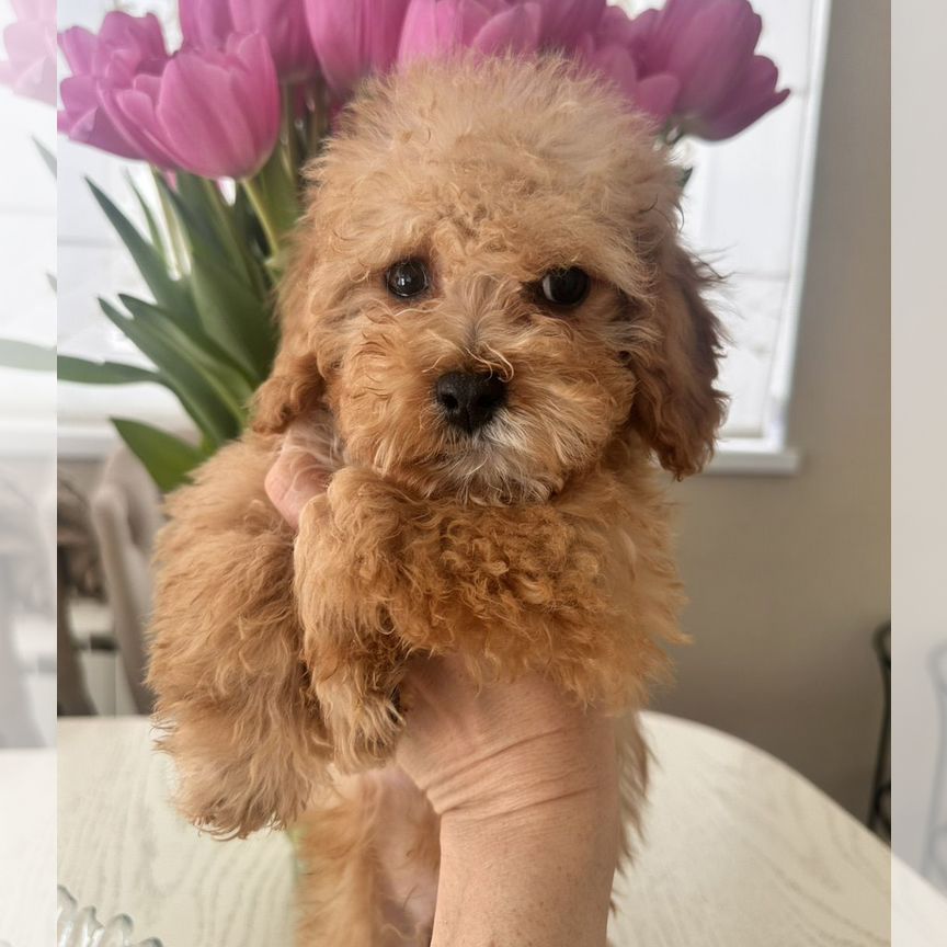 Мальтипу, щенок