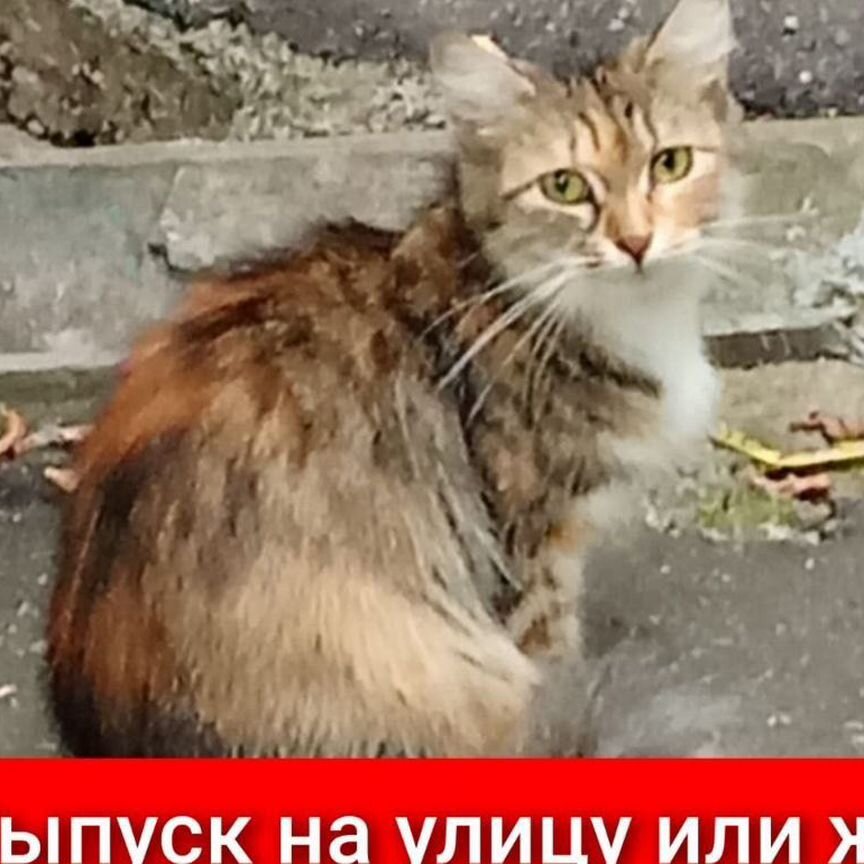 Взрослая, кошка в добрые руки