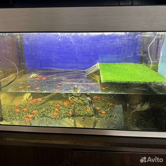 Террариум для красноухой черепахи