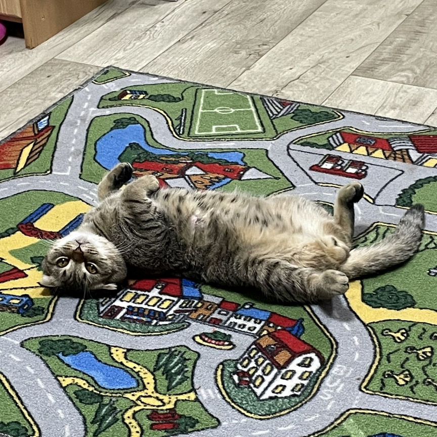 Скоттиш фолд кот