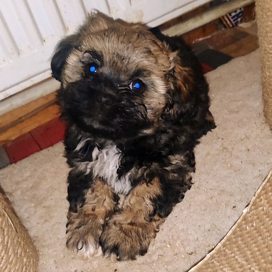 Мальтипу f1 (шипу)