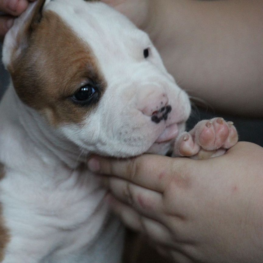 Малыши Амстаффа РКФ