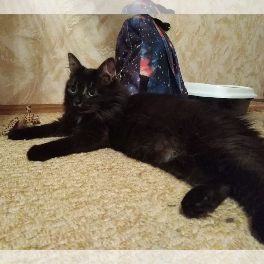 Взрослая, кошка в добрые руки