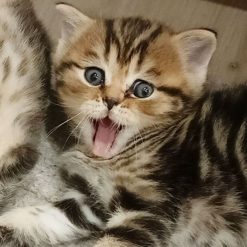 Шотландские котята