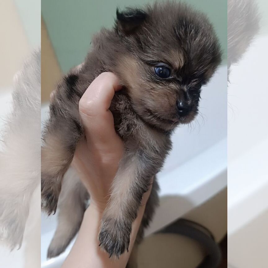 Немецкий шпиц, щенок