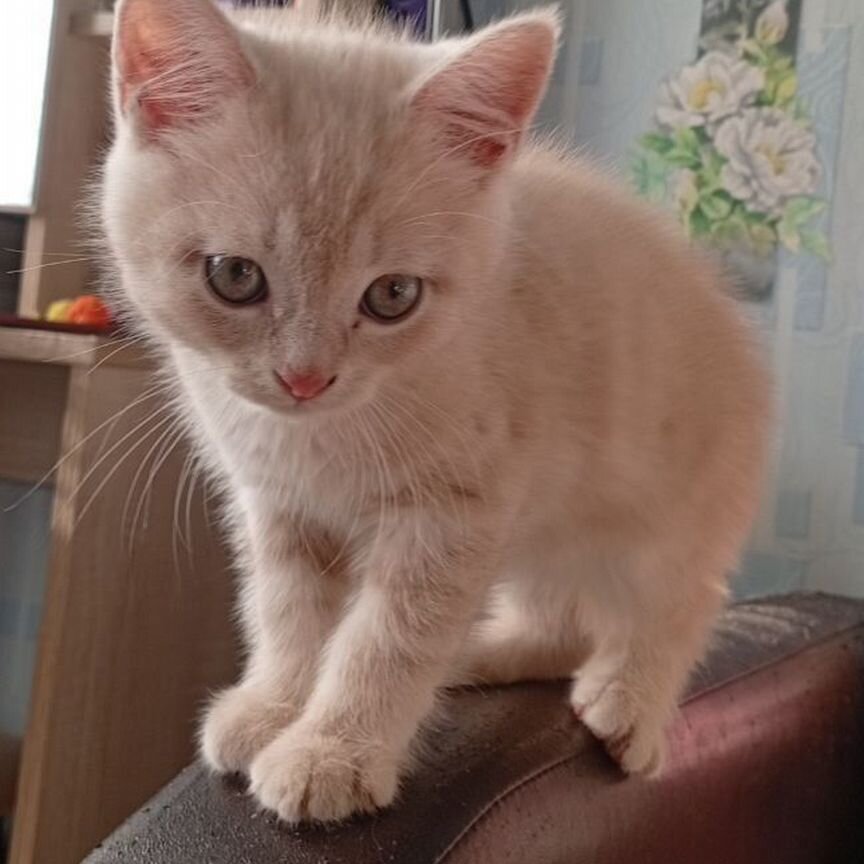 Котята в добрые руки приучены к лотку