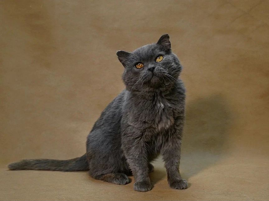 Кошка в дар