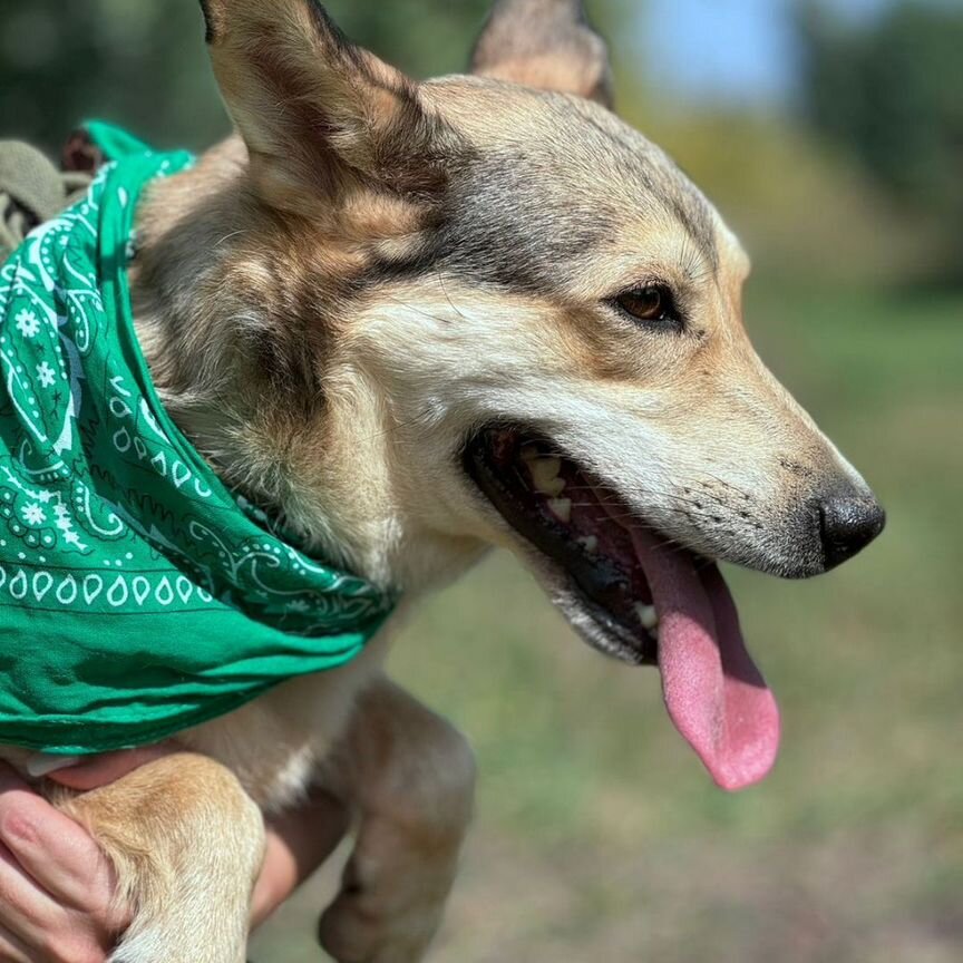 Собака Трогательная Ария