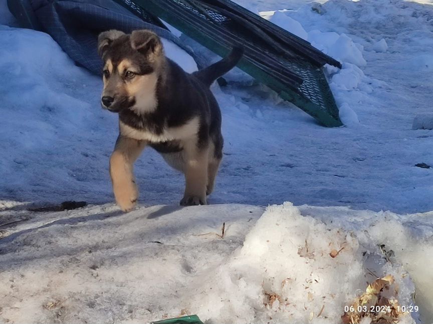 Собака в добрые руки