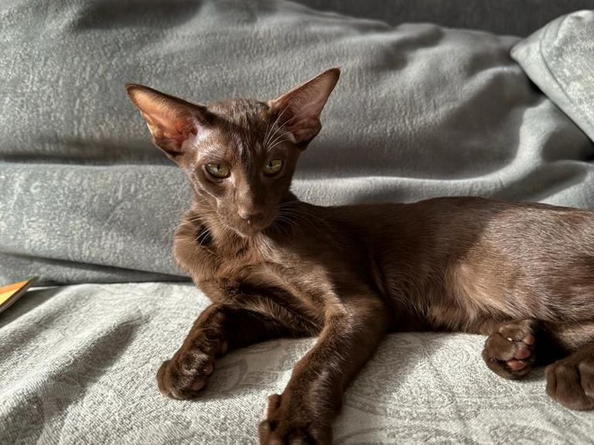 Кошка-антистресс