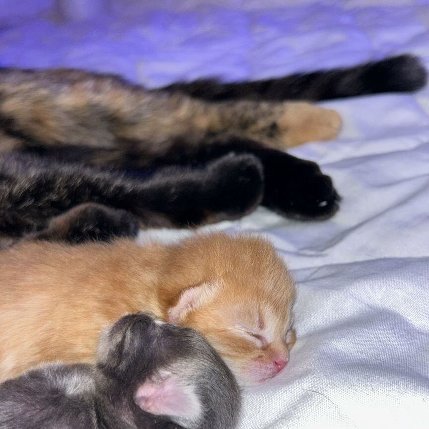 Котята в добрые руки