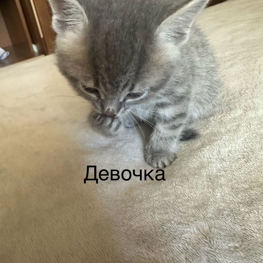 Котята в добрые руки бесплатно