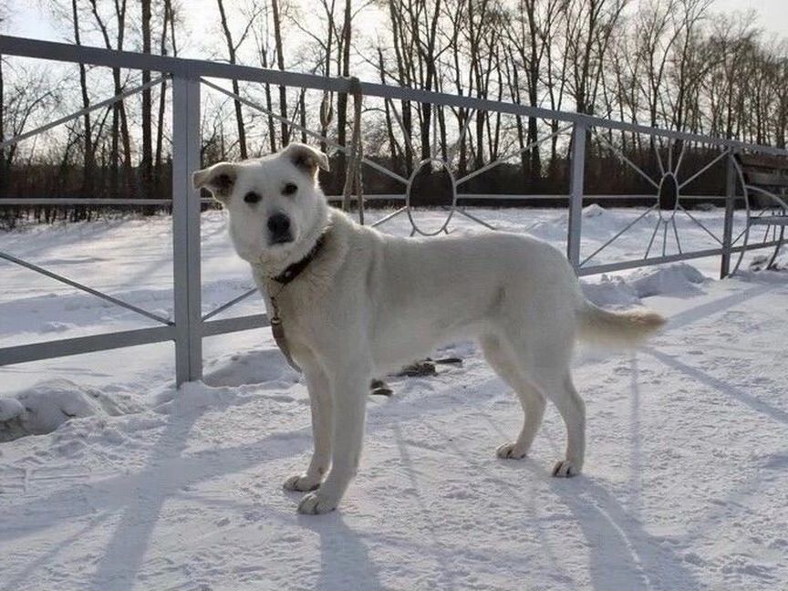 Собака для души Луна