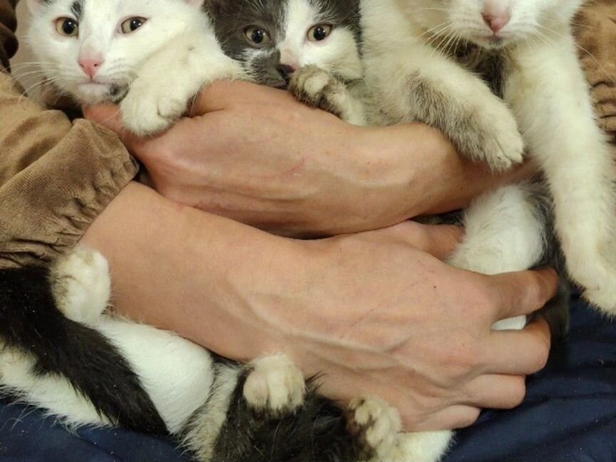 Котята в добрые руки
